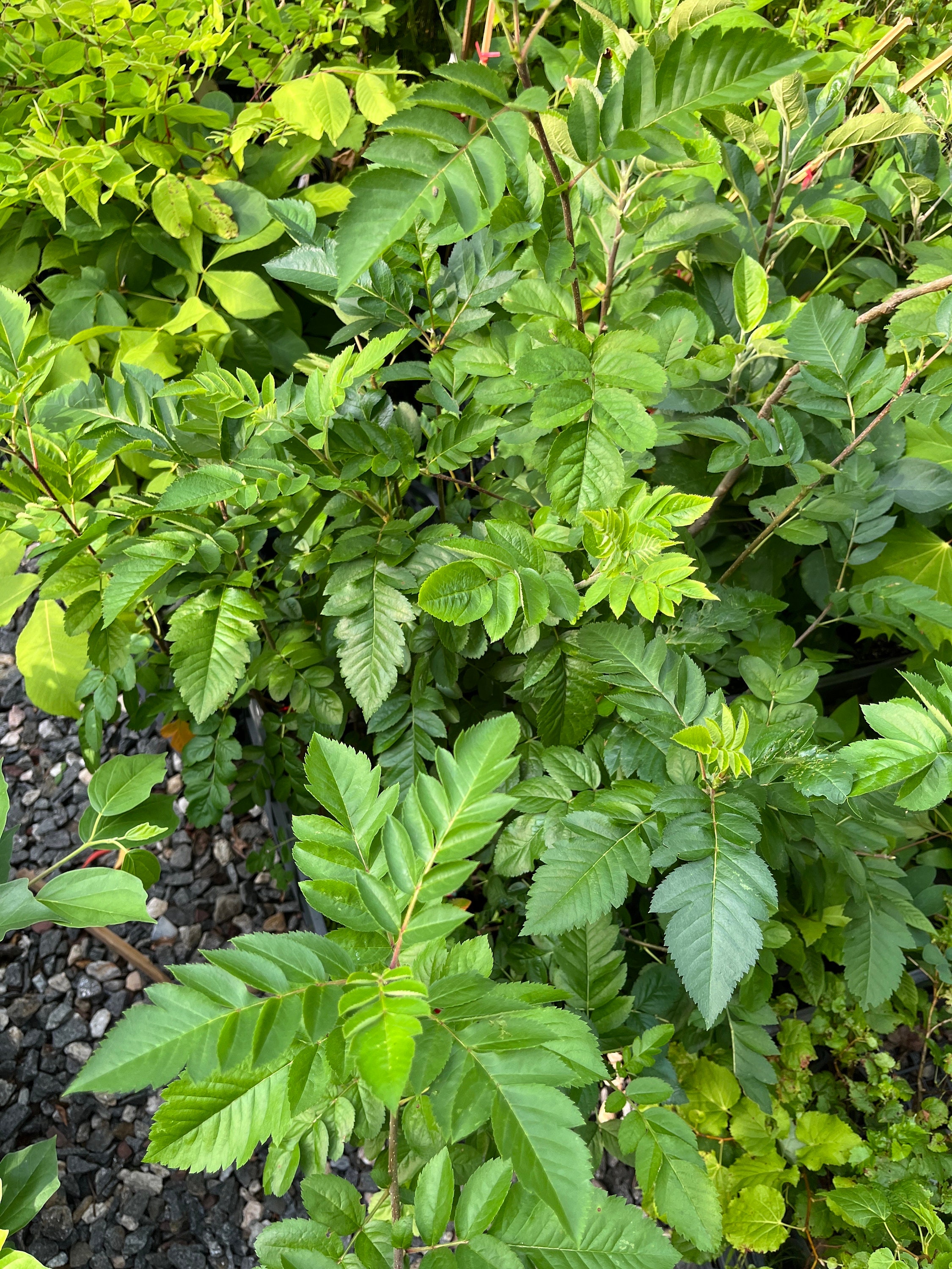 Ivan’s Belle (granatnaya) EDIBLE Grafted Mountain Ash Hybrid 2-3 Ft ...