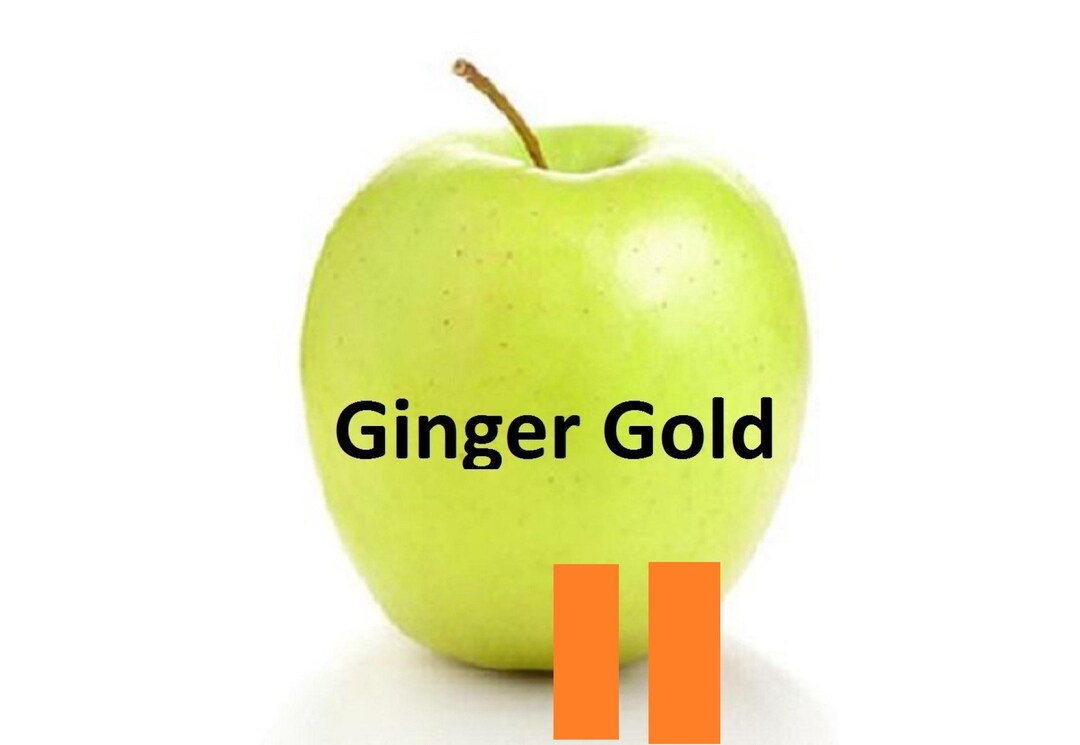 Ginger Gold Apple Tree, Grafted, Roots Wrapped in Wet Media, 12-18 ...