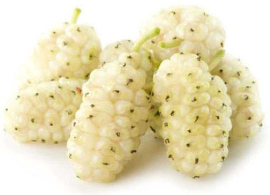 12-18" Tall White Mulberry (morus Alba) Plant, Russian, 1 Year Old , No ...