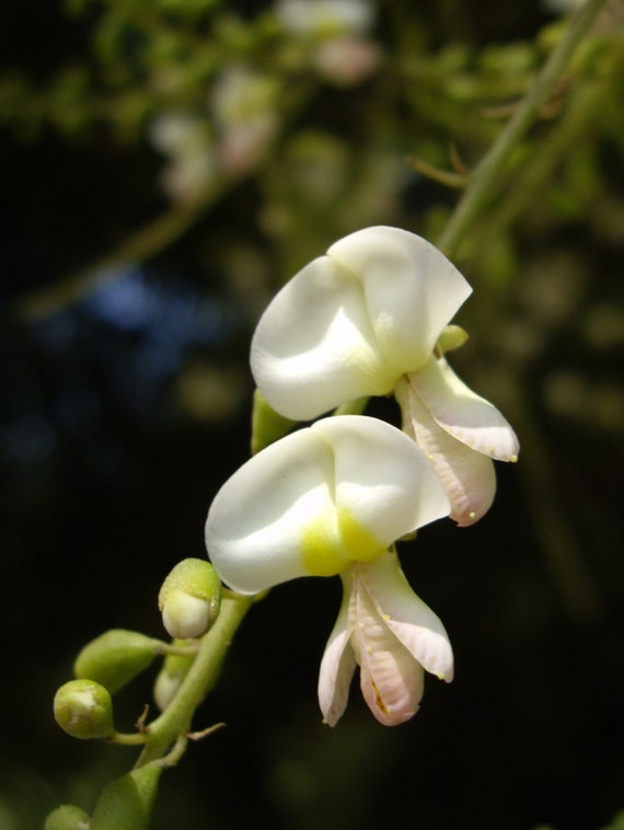 Sophora Japonica Flower