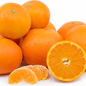 One Shasta Gold Mandarin Tree 2-3 Feet Tall, Grafted, Can Not Ship to ...