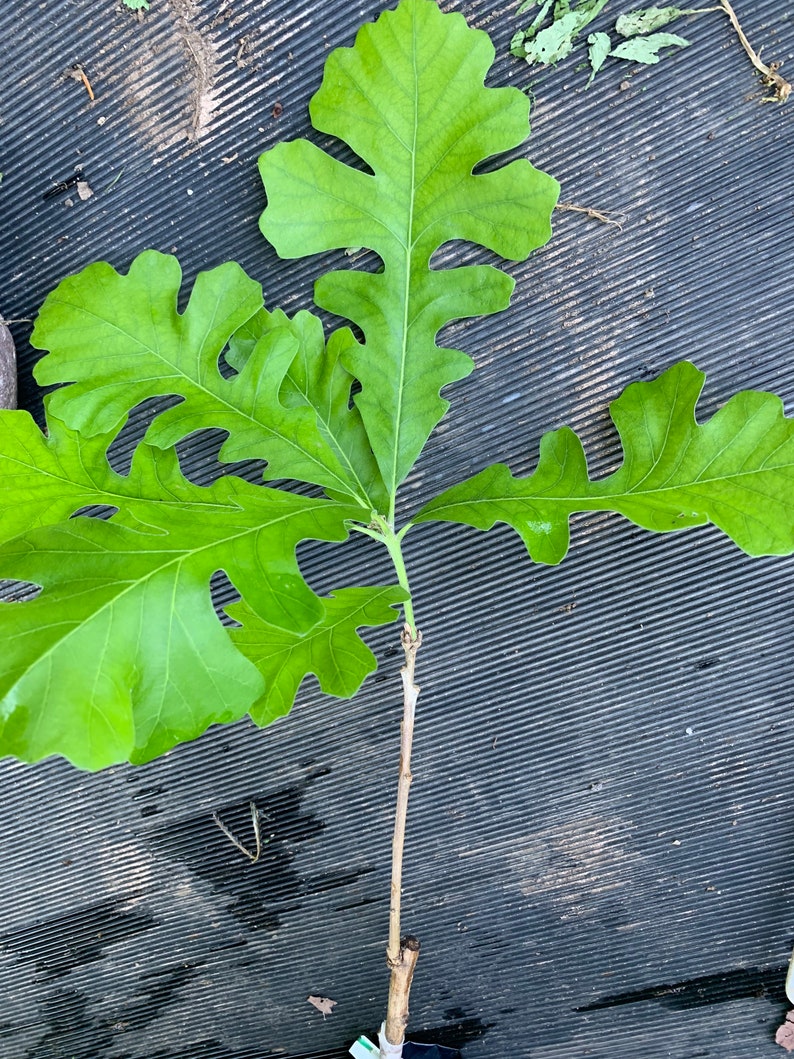 Hybrid Swamp X Bur Oak Quercus X Schuettei Grafted 1 Year Old - Etsy