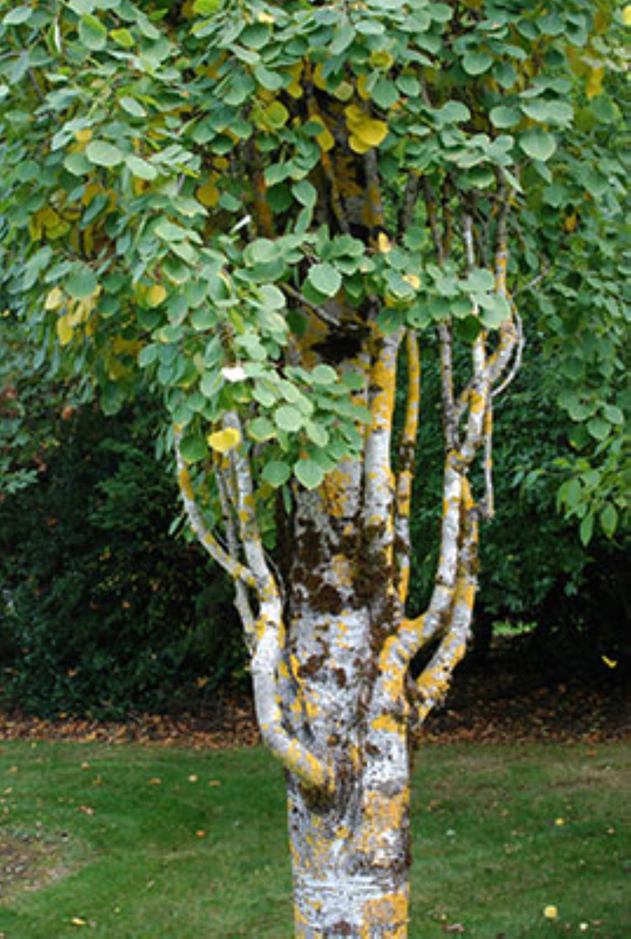 Swedish Columnar Aspen (populus Tremula ‘erecta’) 1-2 Feet Tall - Etsy