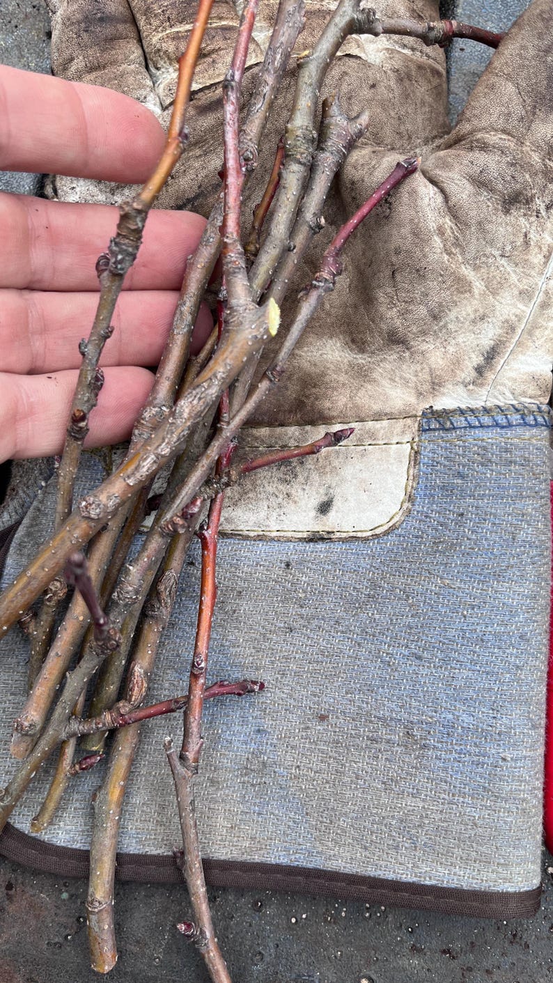 3 Dormant Scion Cuttings of Dolgo Crabapple Tree, Wrapped in Wet Media ...