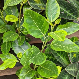 Ficus Altissima Variegata Asian Council Tree 4.5 Inch Pot Size - Etsy