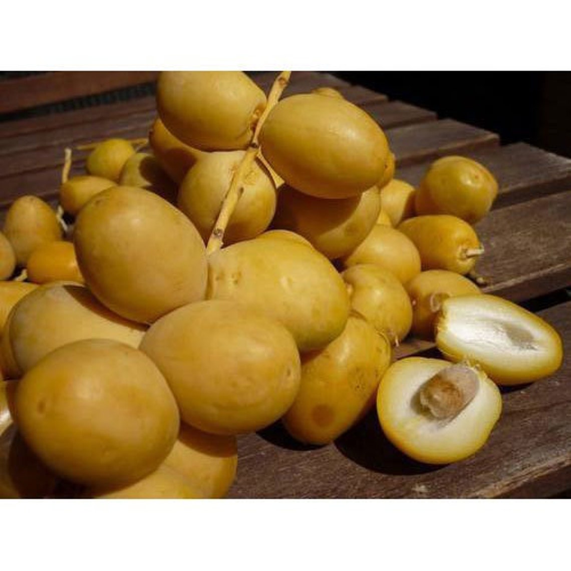 Yellow Barhi Date Palm Phoenix Dactylifera Live Plant 1-2 - Etsy