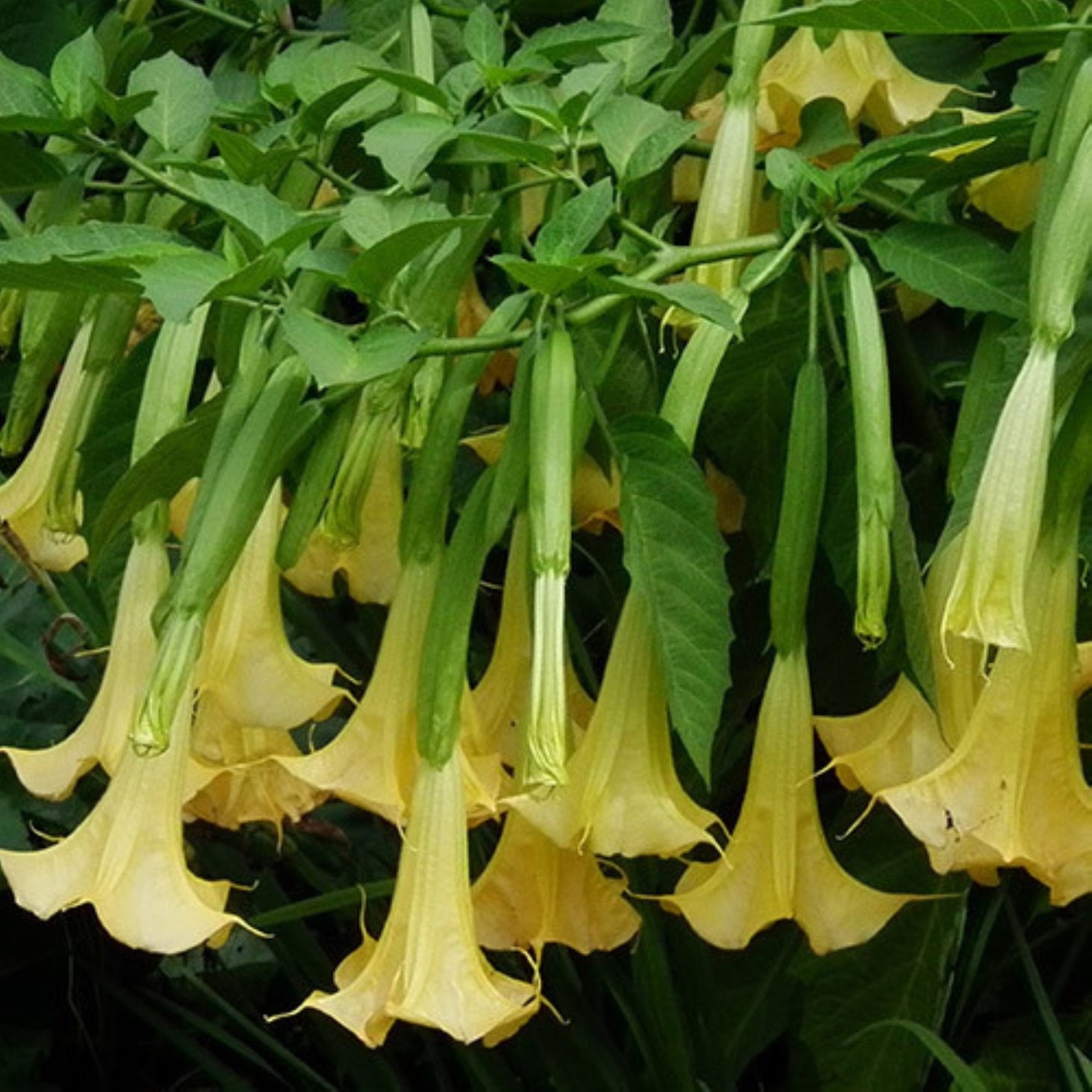 Yellow Angel Brugmansia Angel Trumpet Live Plant15-20 Inches Tall - Etsy