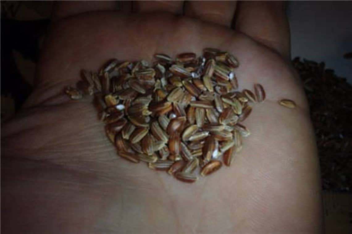 Red Rice 500 Seeds Forbidden Nutty Flavor Easy to Grow Organic - Etsy