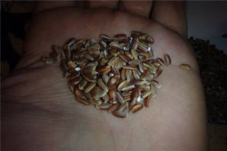Red Rice 500 Seeds Forbidden Nutty Flavor Easy to Grow Organic - Etsy