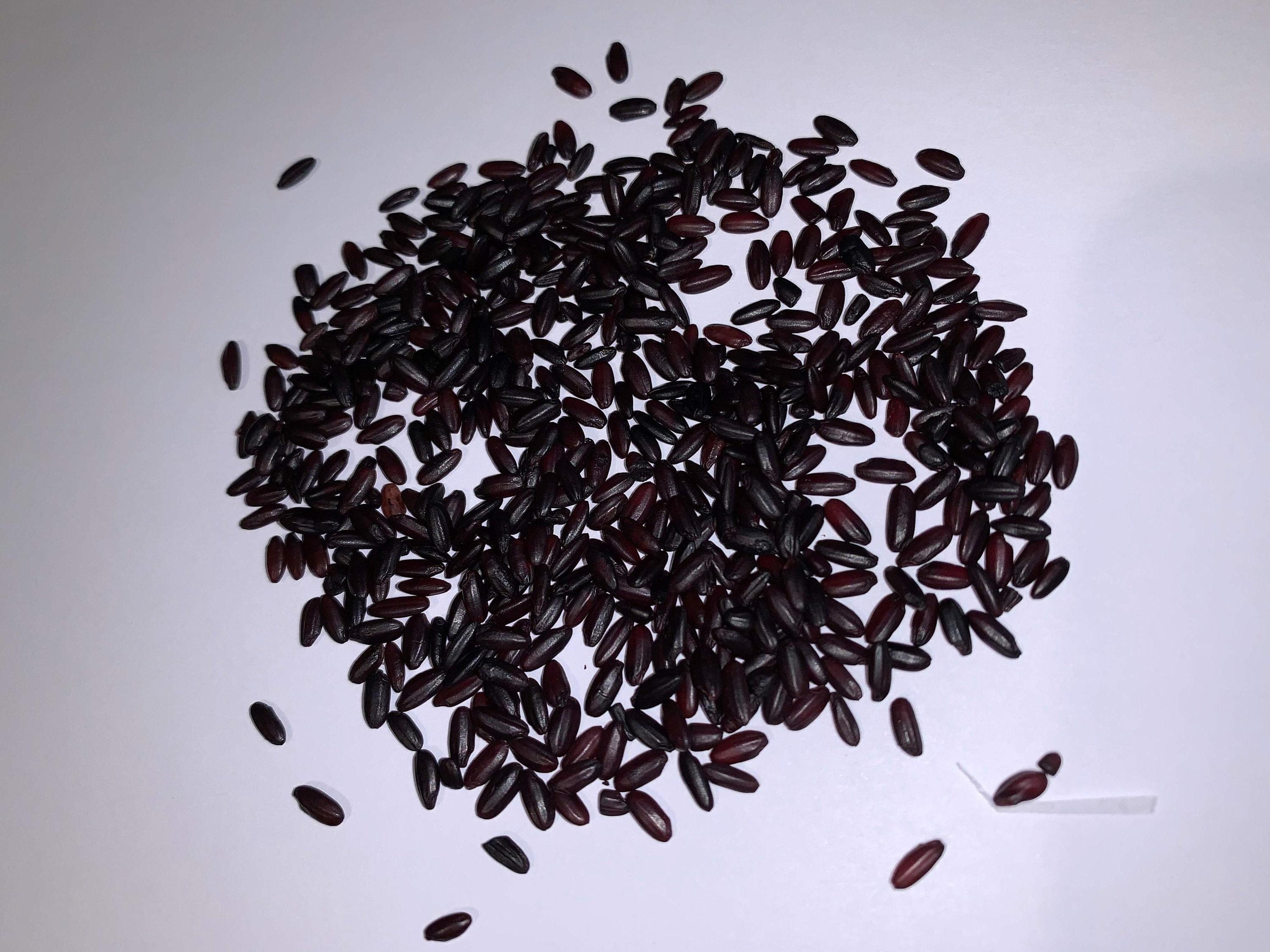 Purple Rice 400 Seeds Forbidden Nutty Flavor Easy to Grow - Etsy
