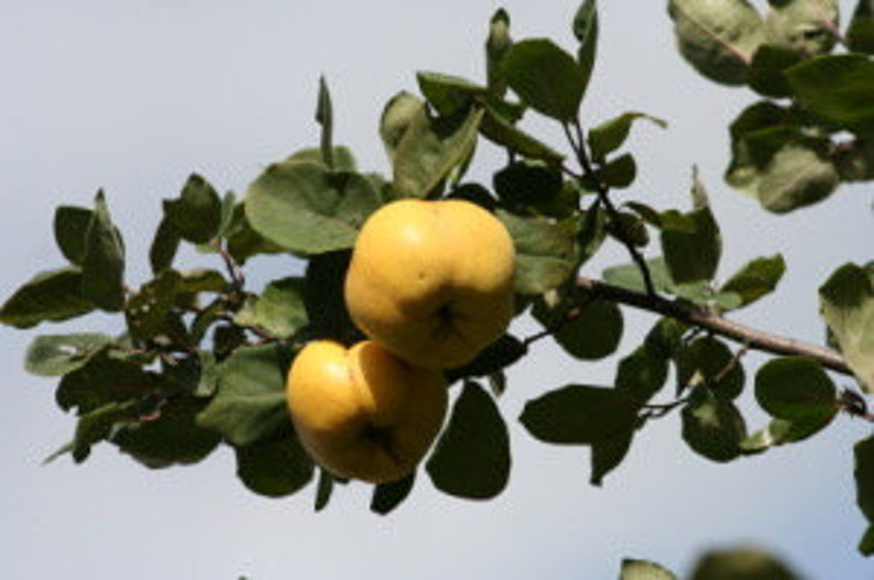 Smyrna Quince Tree 3-4 Ft 3 Gallon Size. Can Not Send to HI, CA, AK ...