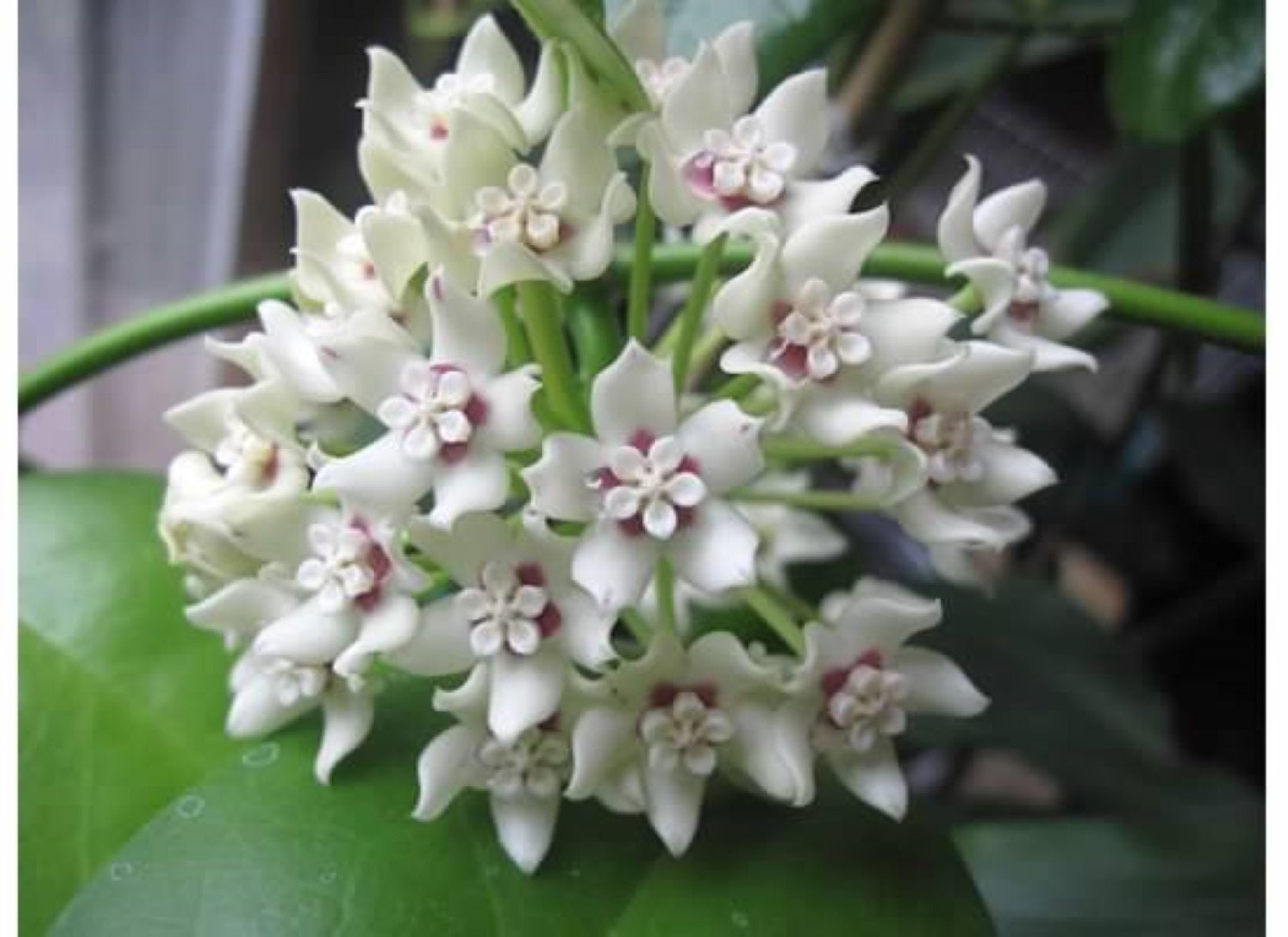 Hoya Keysii hoya Australis 1yo Plant With 5-6 Leaves Well - Etsy Canada