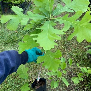 Hybrid Swamp X Bur Oak Quercus X Schuettei, Grafted 2 Year Old Tree - Etsy