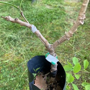 Hybrid Swamp X Bur Oak Quercus X Schuettei, Grafted 2 Year Old Tree - Etsy
