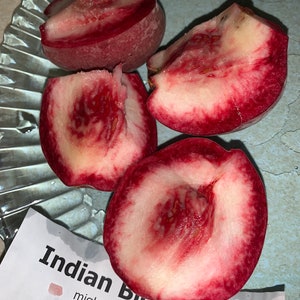 Indian Blood Cling Peach Grafted Bare Root 1 Year Old Plant - Etsy