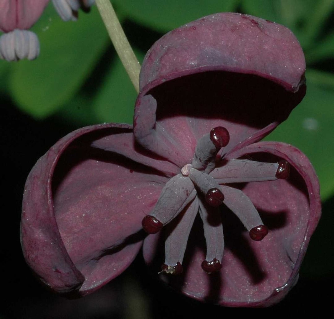 Akebia Quinata (aka Chocolate Vine) 1 Year Old Rooted Plant 4-8” Tall ...