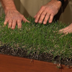 Zoysia Grass Handfull of Rhizomes(stolone) Good for 10-15 Plugs or More ...