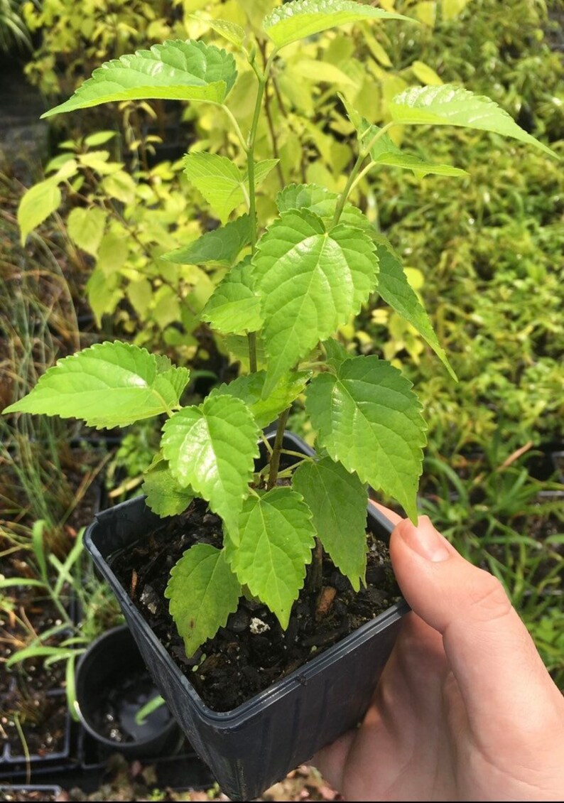 Mulberry trader morus Nigra 4 Container - Etsy Australia