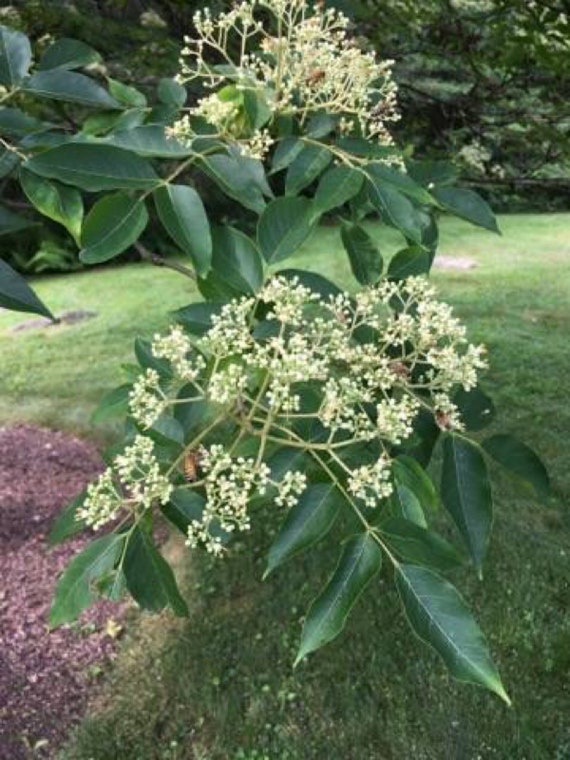 Bee Bee Tree tetradium Daniellii 2.5 Pot Size - Etsy
