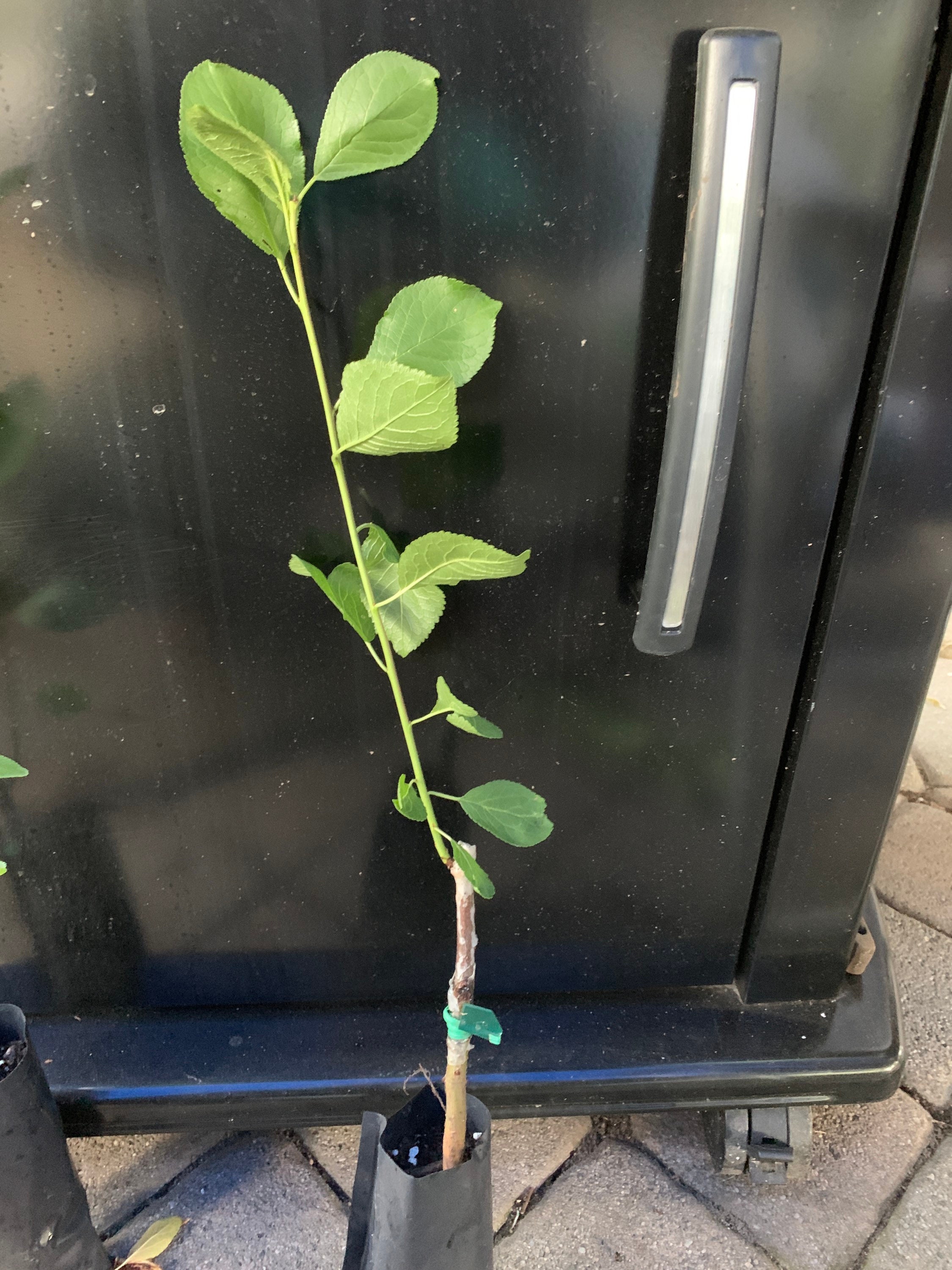 12-18" Tall French Prune, Bare Root, 1 Grafted Plant, 1 Year Old - Etsy