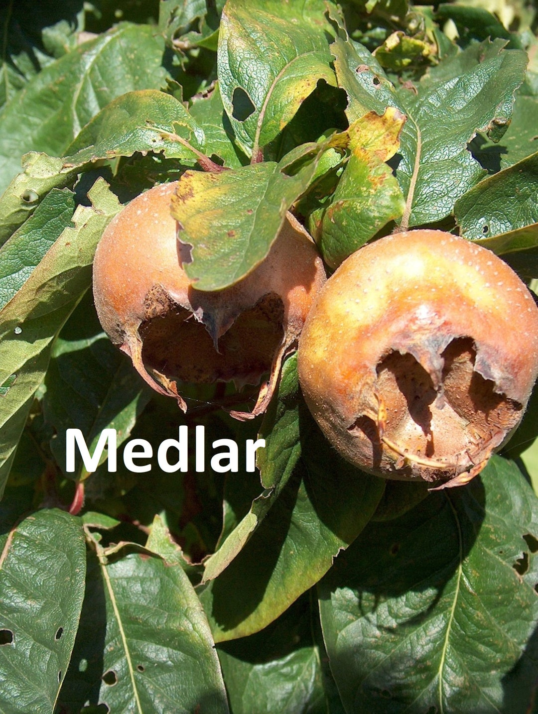 3 Scion Cuttings of Royal Medlar Tree, Mespilus Germanica, Dormant, No ...