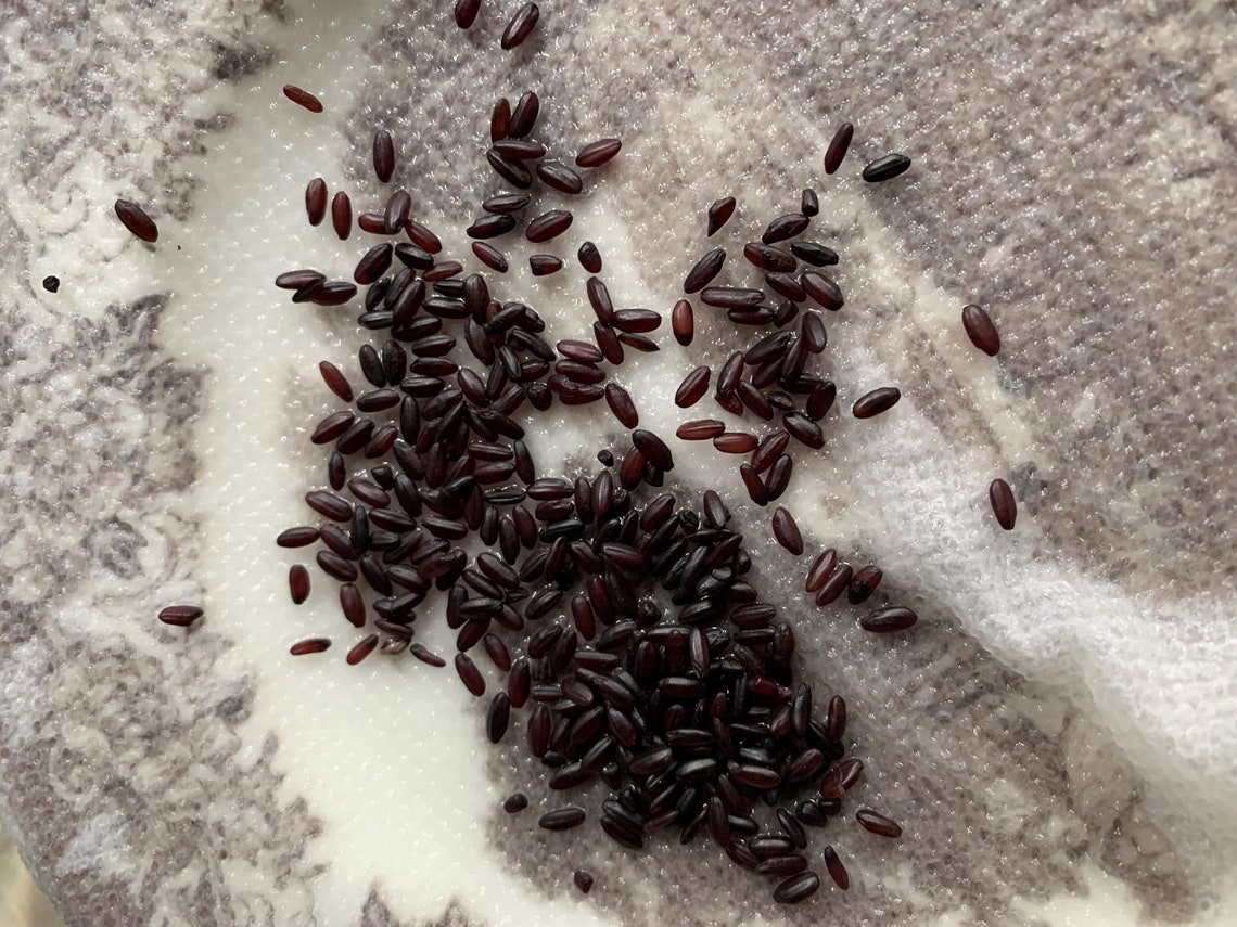 Purple Rice 400 Seeds Forbidden Nutty Flavor Easy to Grow - Etsy