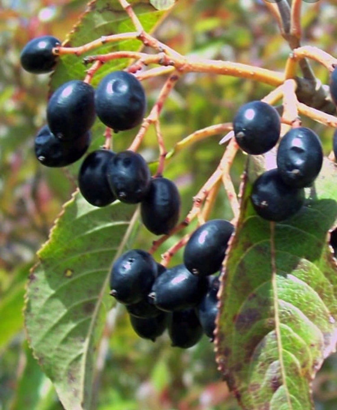 ONE 1-2 Year Old Nannyberry Plant Viburnum Lentago Sent - Etsy