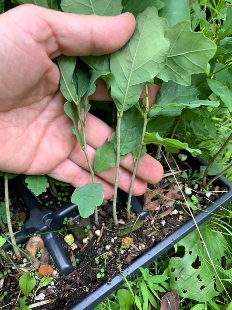 6 Plants Quercus Robur Fastigiata Columnar English Oak 1 - Etsy