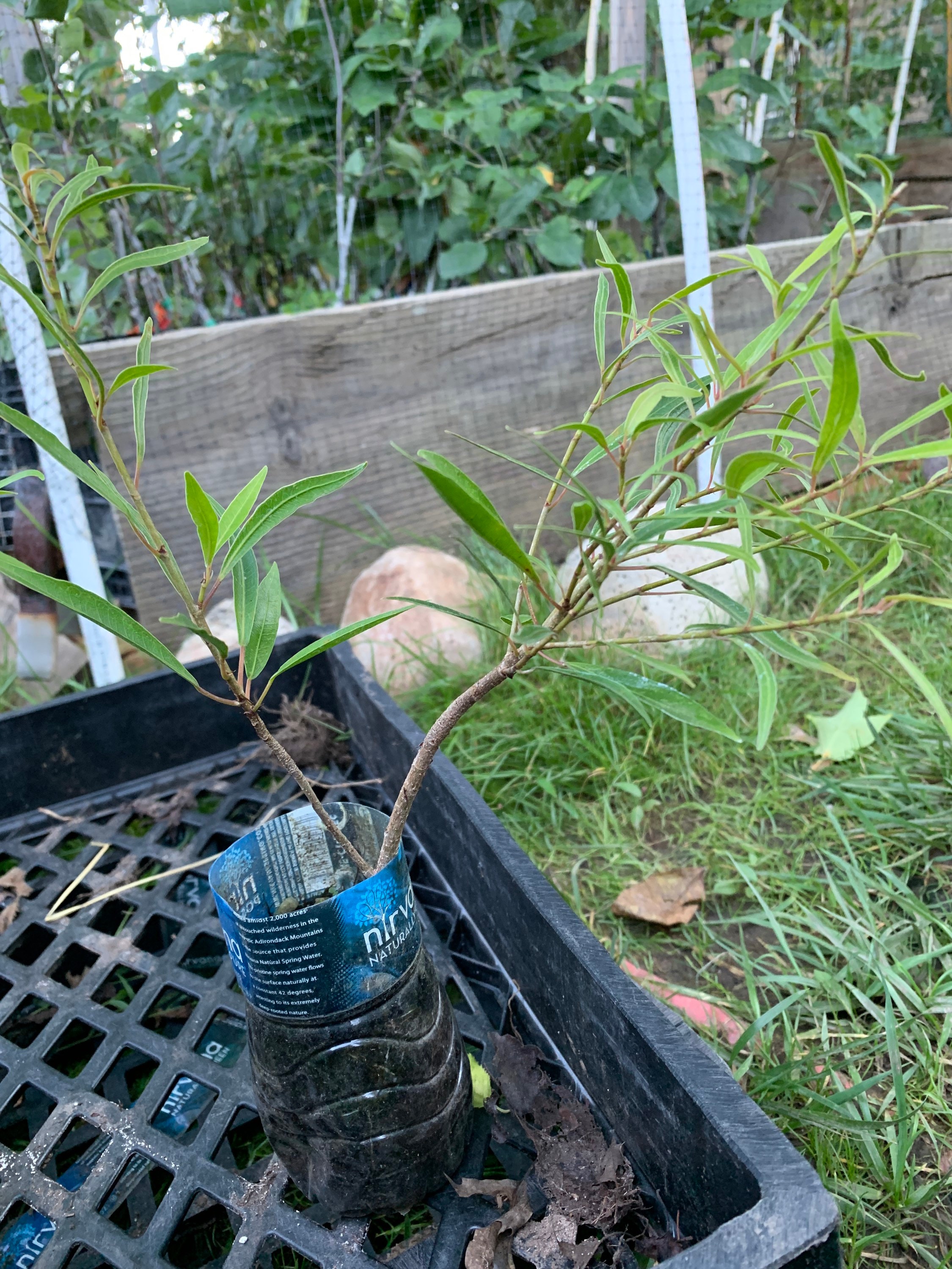 Willow Leaf Fig Plant Ficus Neriifolia Regularis - Etsy