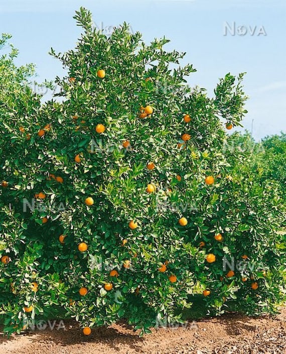 Semi Dwarf Orange Tree