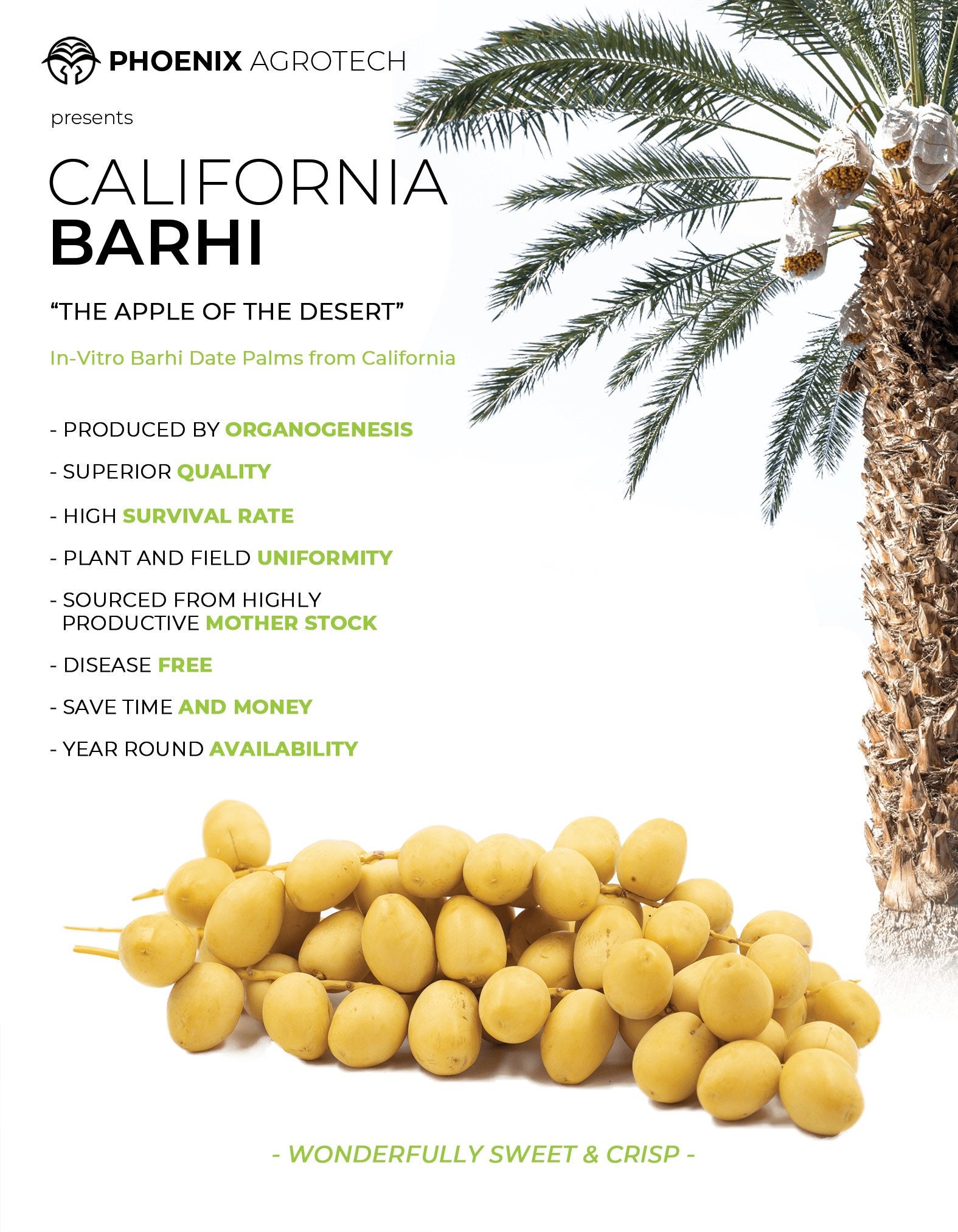 Yellow Barhi Date Palm Phoenix Dactylifera Live Plant 1-2 - Etsy Canada