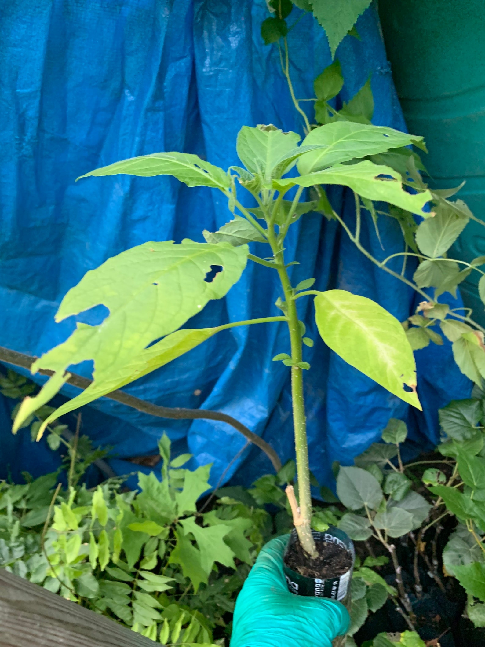 Yellow Angel Brugmansia Angel Trumpet Live Plant 3-6 inches | Etsy