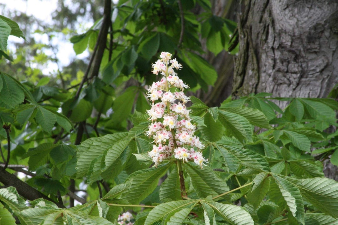 6-12” Tall Ohio Buckeye (aesculus Glabra) 1-2 Year Old Tree, Bare Root ...