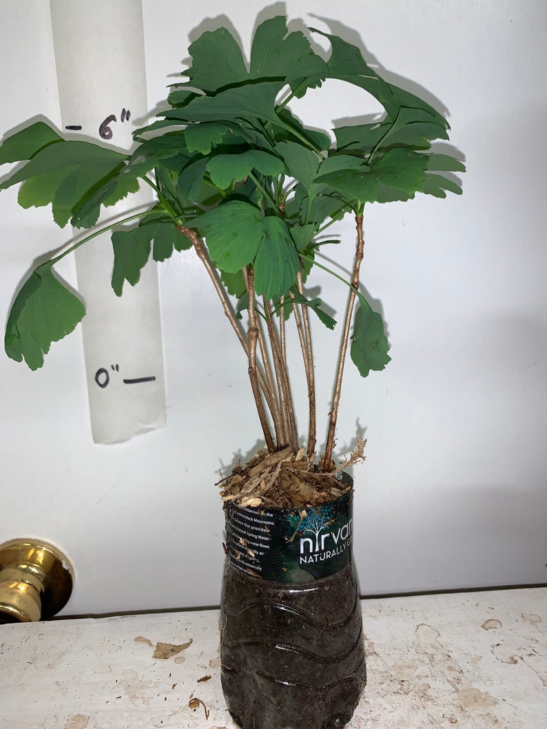 6 Ginkgo Biloba Seedlings 1 Y.o. Plants, Oldest Tree in the World ...