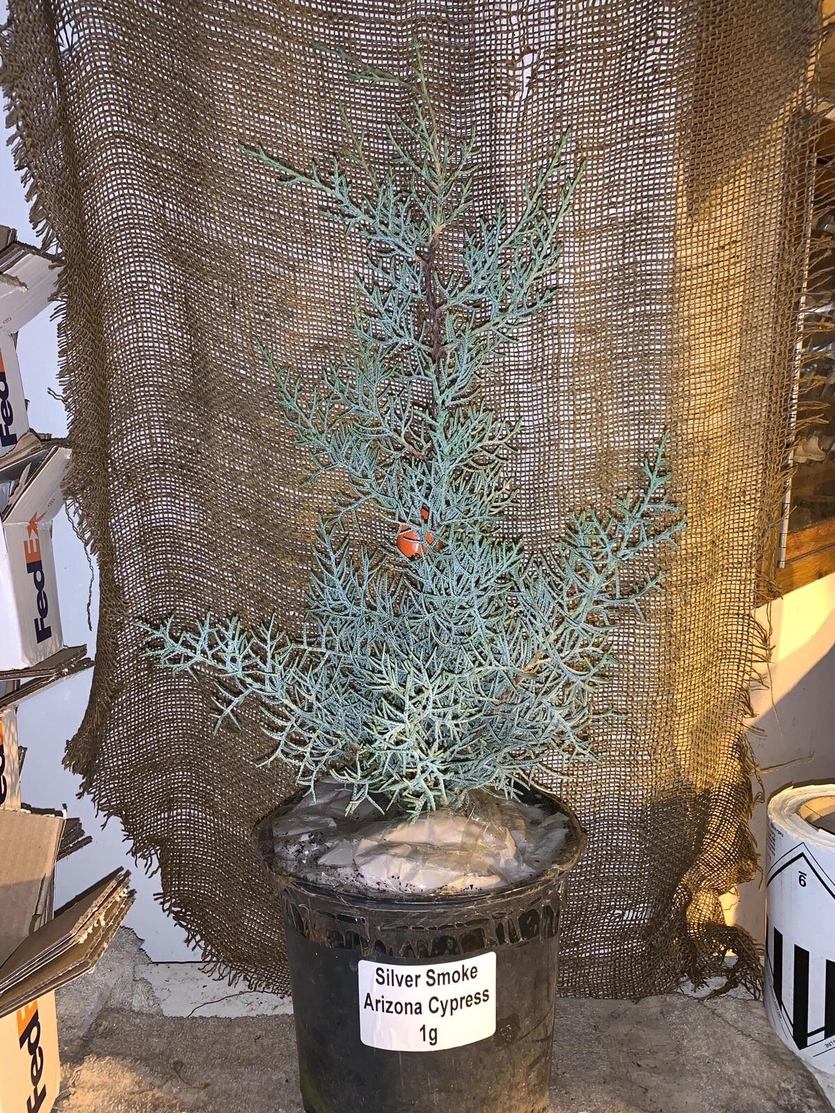 Silver Smoke Arizona Cypress - 1 Gallon Pot Size 16-22 Inches Tall - Etsy