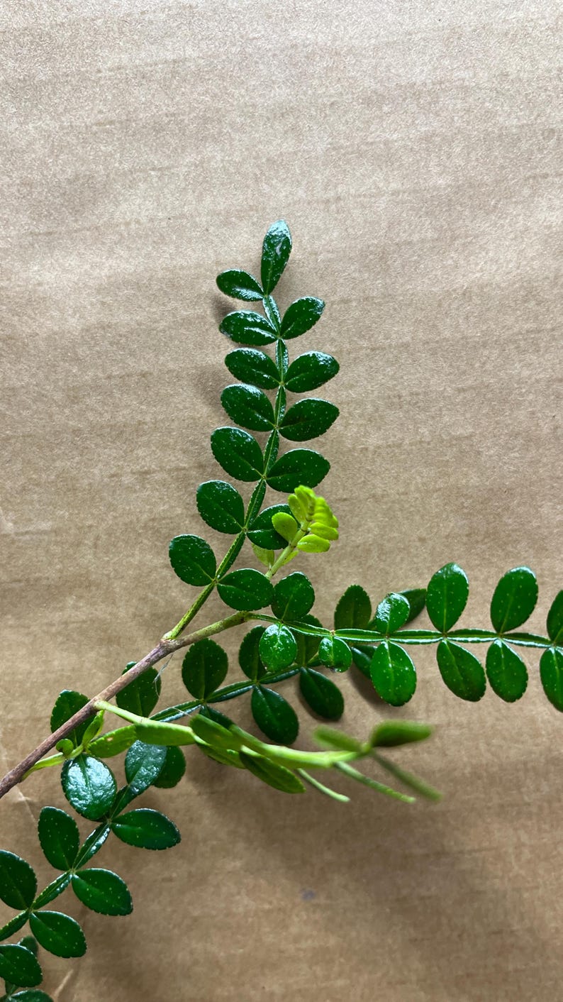 Zanthoxylum Beecheyanum Live 1 Year Old Plant, Exotic Rare Bonsai ...