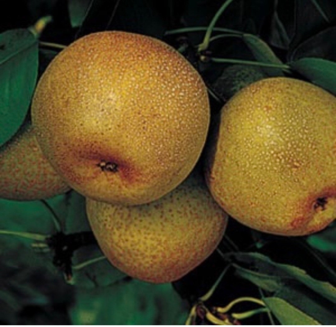 Shin Li Asian Hybrid Pear Tree, Grafted Plant 1 Year Old 4-6 Inches ...