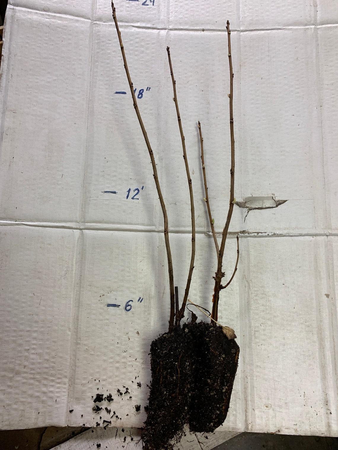 London Market Red Currant Rooted Cutting Plug, 1 Rooted Plant 10-14 ...