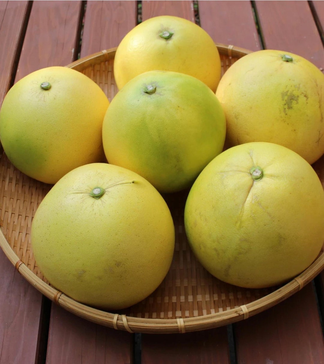 One Chandler Pummelo Tree, 1-2 Feet Tall, Grafted, No Ship Az, Ca, Fl ...