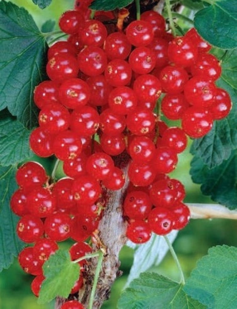 12-18" Tall Laxton's #1 Red Currant, 1 Rooted Plant, 2 Year Old Bare ...