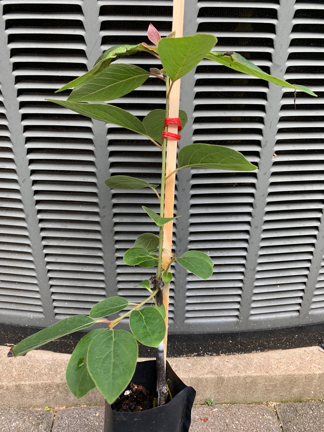 Yates American Persimmon 1 Year Old Grafted Plant, Bare Root - Etsy