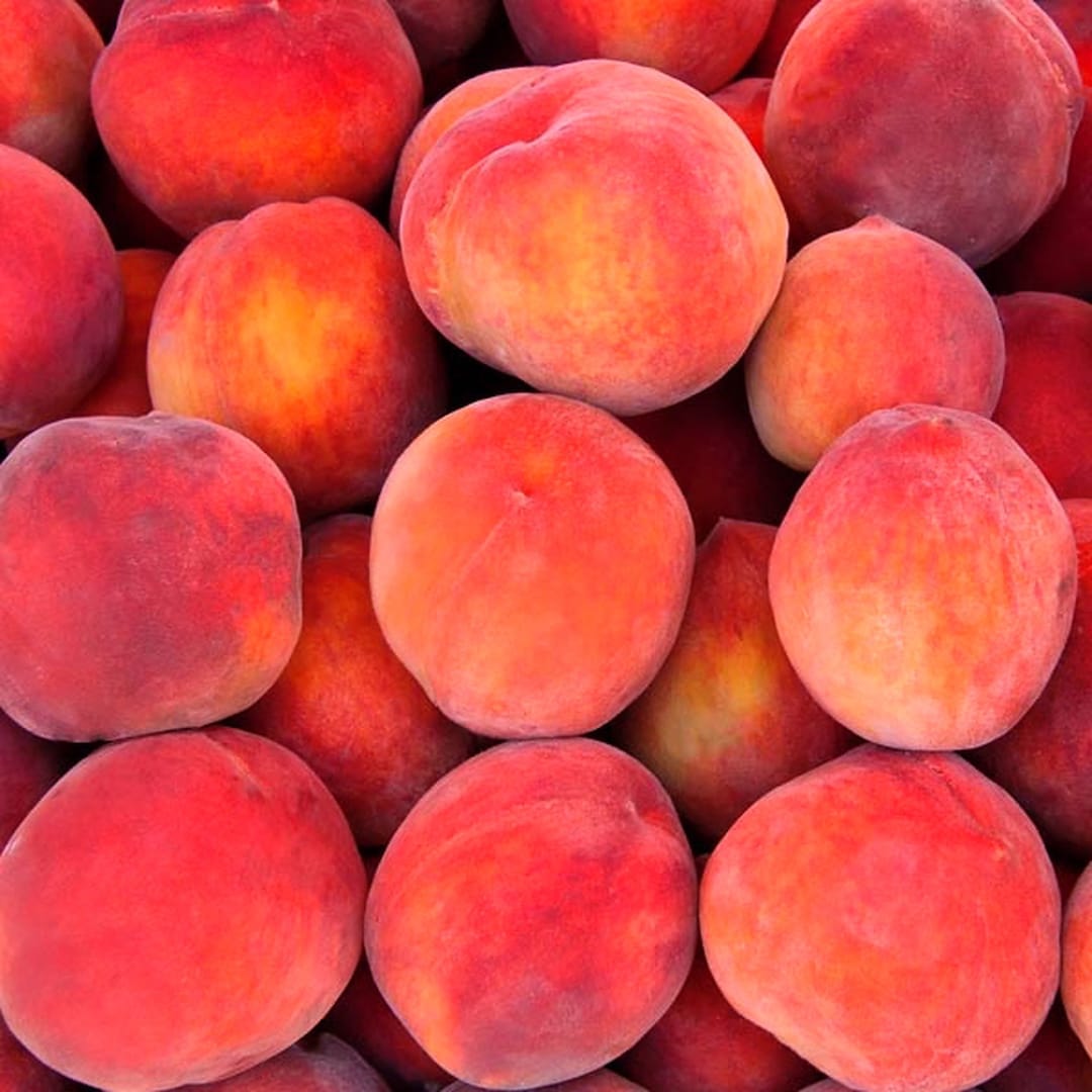 Redskin Peach Tree 5-6' 3/4-1 Cal. Well Branched Bare Root, Not for CA ...