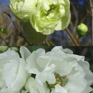 O Yashima Double Flowering White Quince - 2.5 Gallon Pot - Etsy