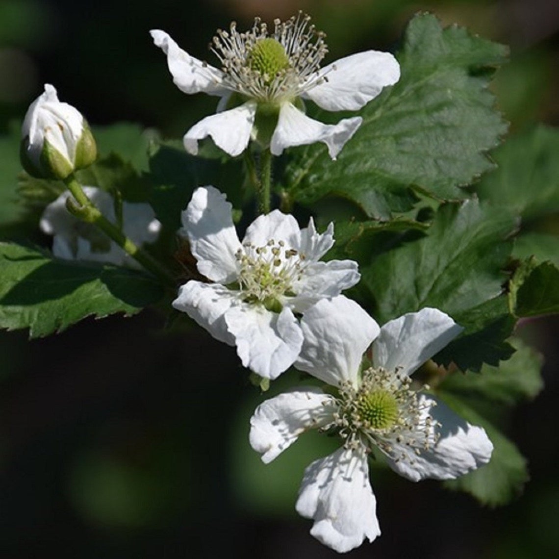 Blackberry natchez Thornless Rubus Fruticosa Starter - Etsy