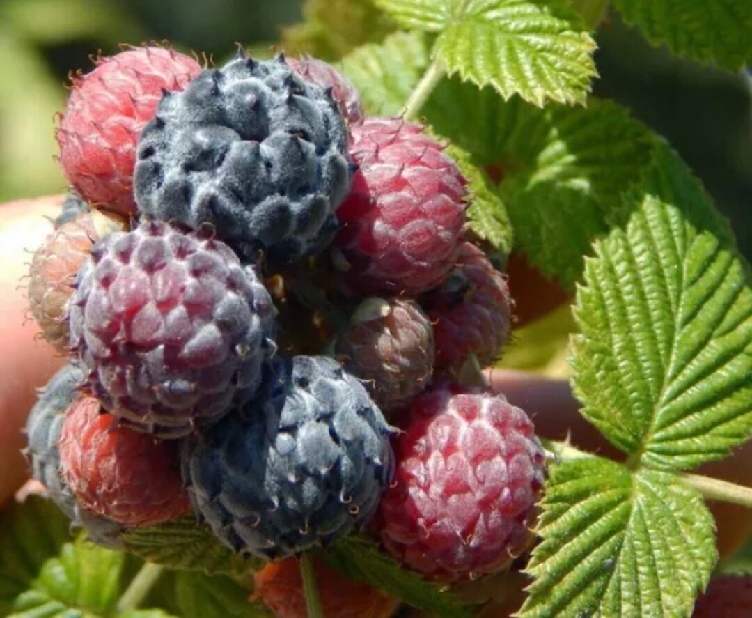 Raspberry ‘mysore’ (rubus Niveus) 1 Live Plant - Etsy