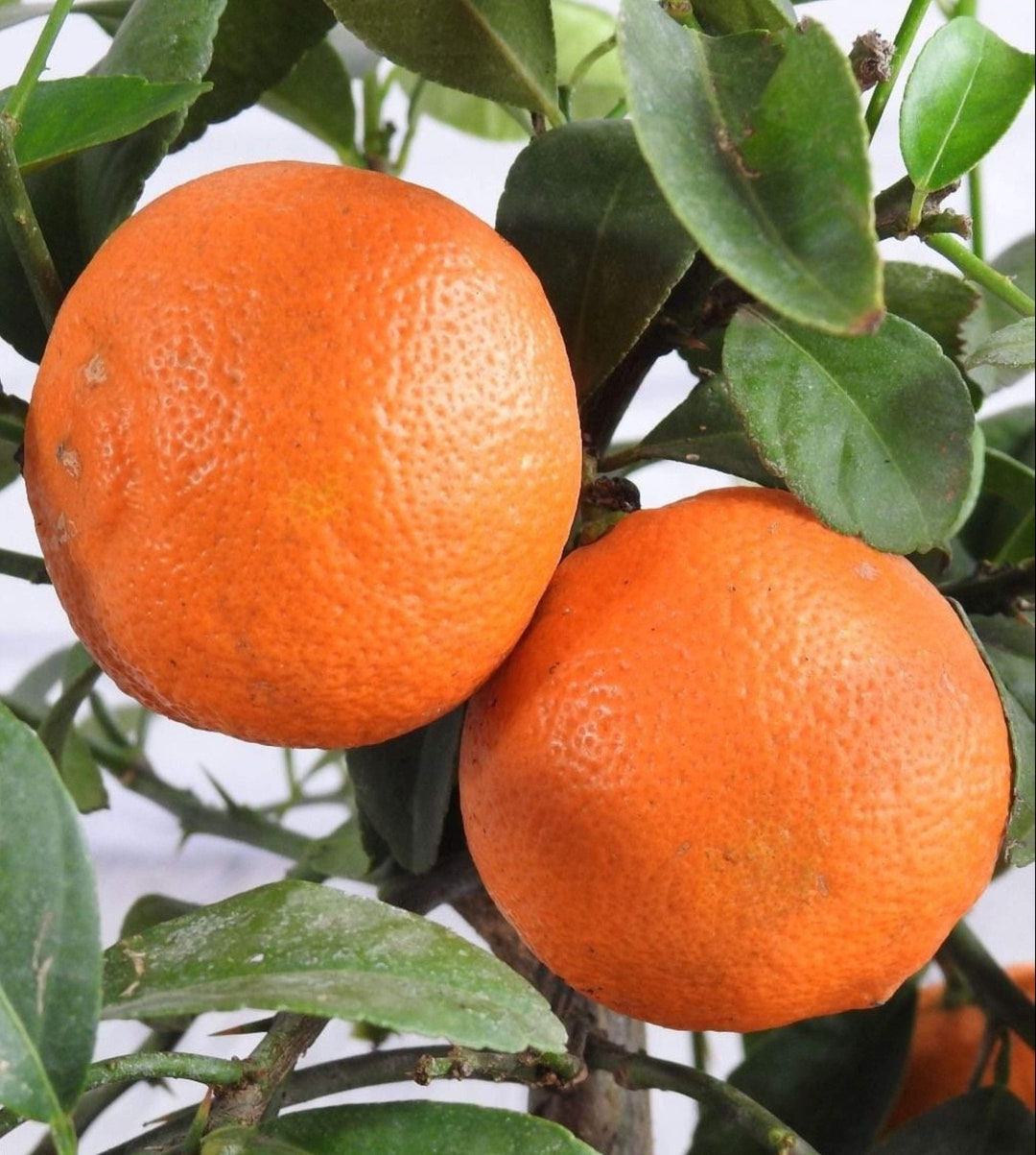 Rangpur Lime Semi Dwarf Grafted Potted Plant/tree Not for Al, Tx Az, Fl ...