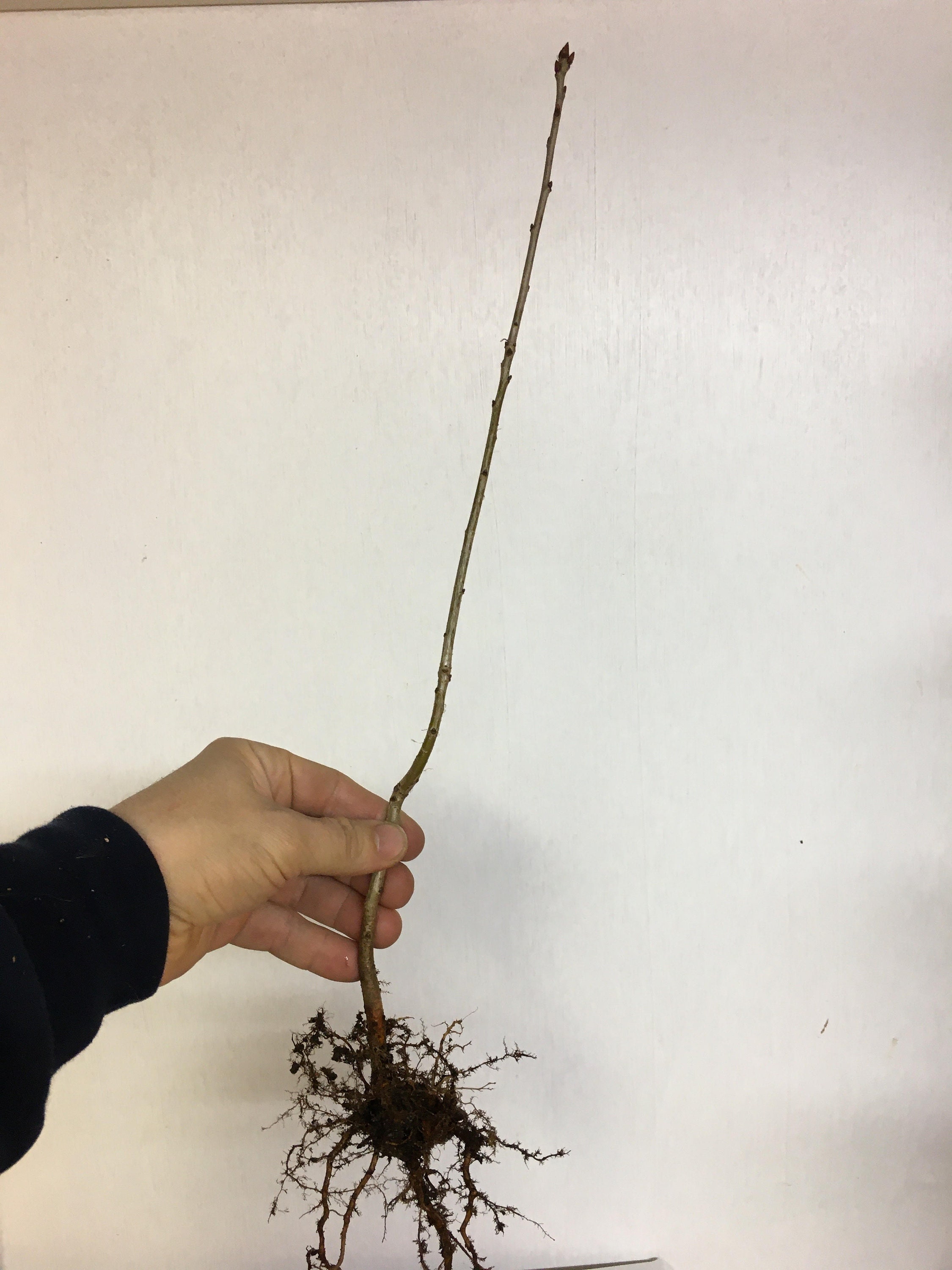 1 Year Old Quercus Robur Fastigiata , Columnar English Oak, Bare Root ...