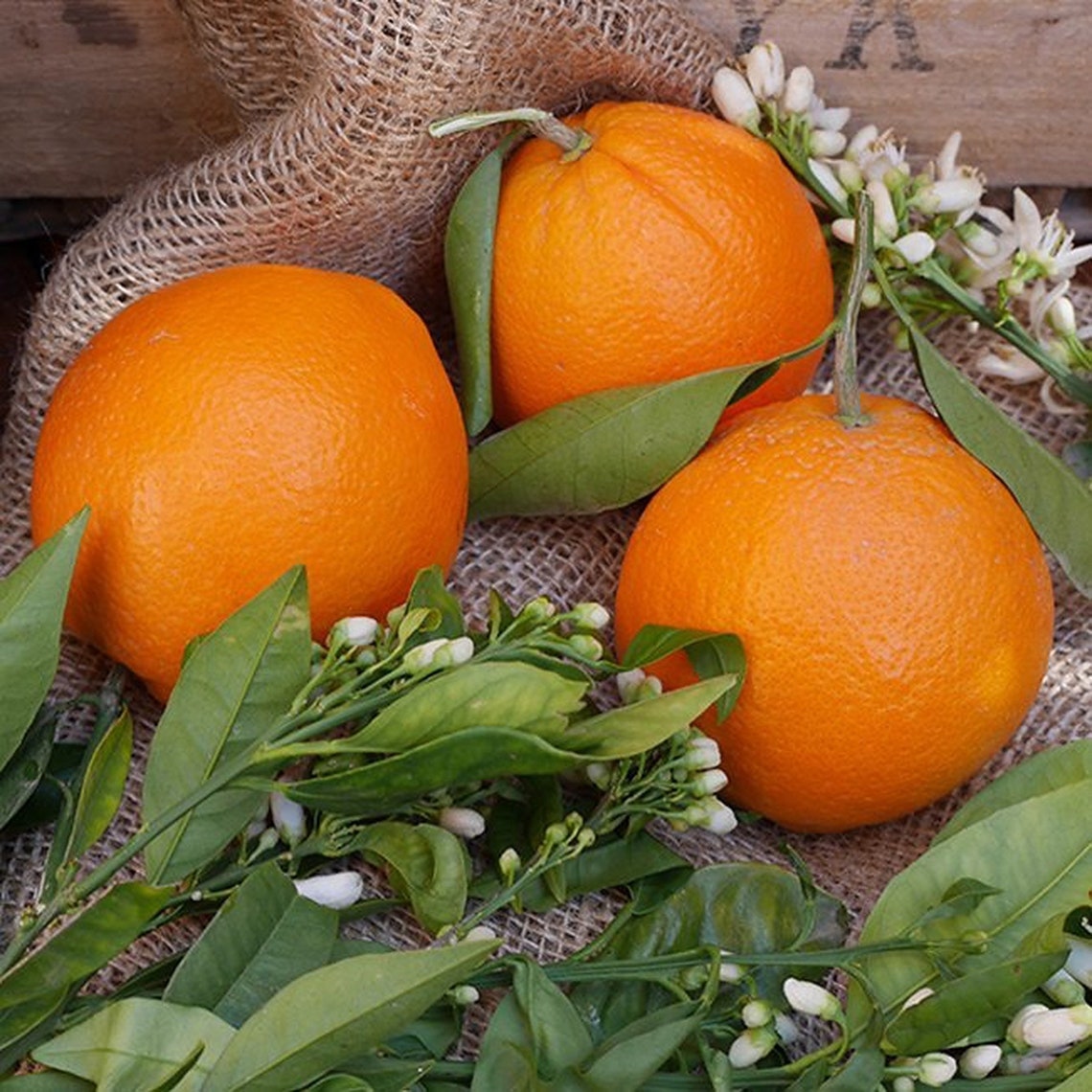 One Powell Navel Orange Tree 1-2 Feet Tall, Grafted, Can Not Ship to Az ...