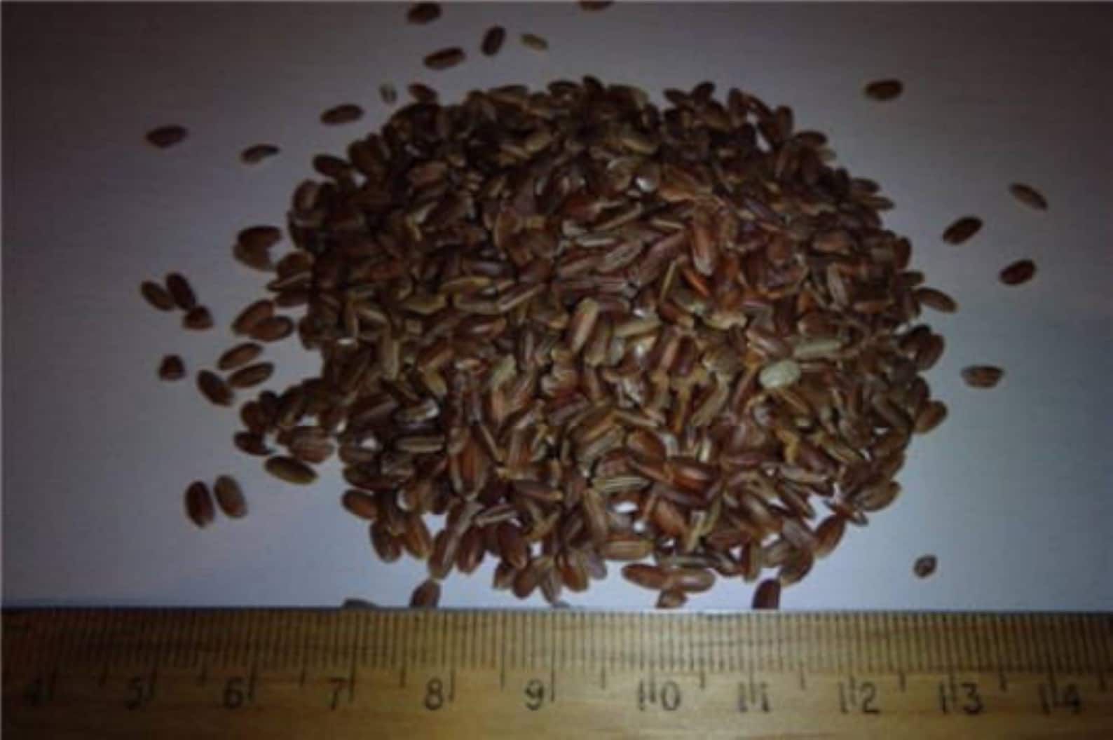 Red Rice 500 Seeds Forbidden Nutty Flavor Easy to Grow Organic - Etsy