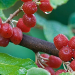 Ruby Autumn Olive 12-16 Inches Rooted Plant 1 Year Old - Etsy